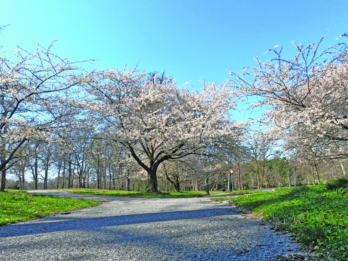 D.C. Cherry Blossoms 2023: What Goes Into The Popular Flowers - Falls ...